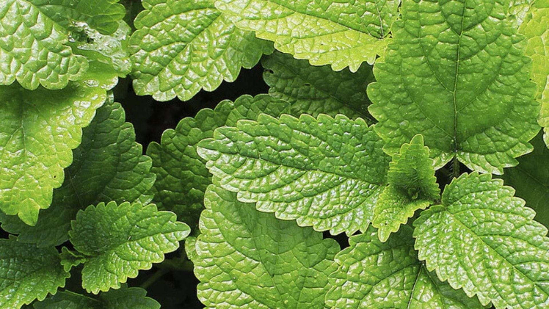 Essential Oil Directory | Peppermint Guides & Scents – Hysses Official